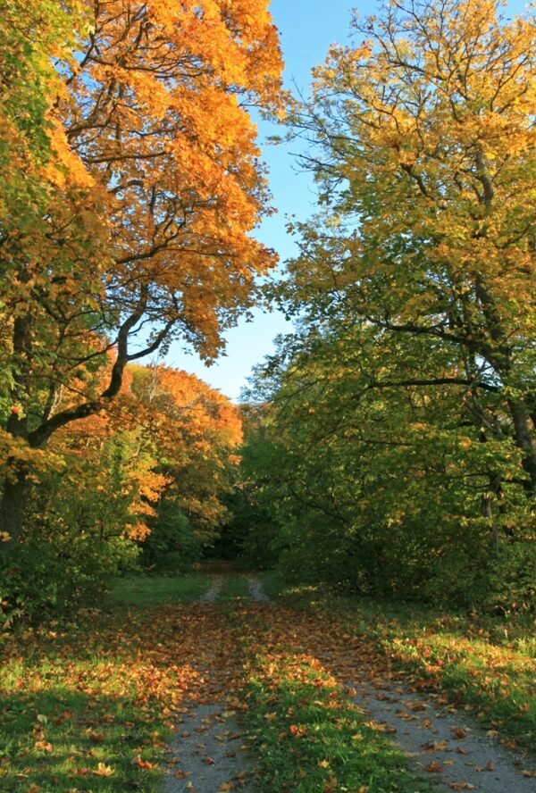 Galerii: Lääne Elu lugejate sügispiltide konkurss - Lääne Elu