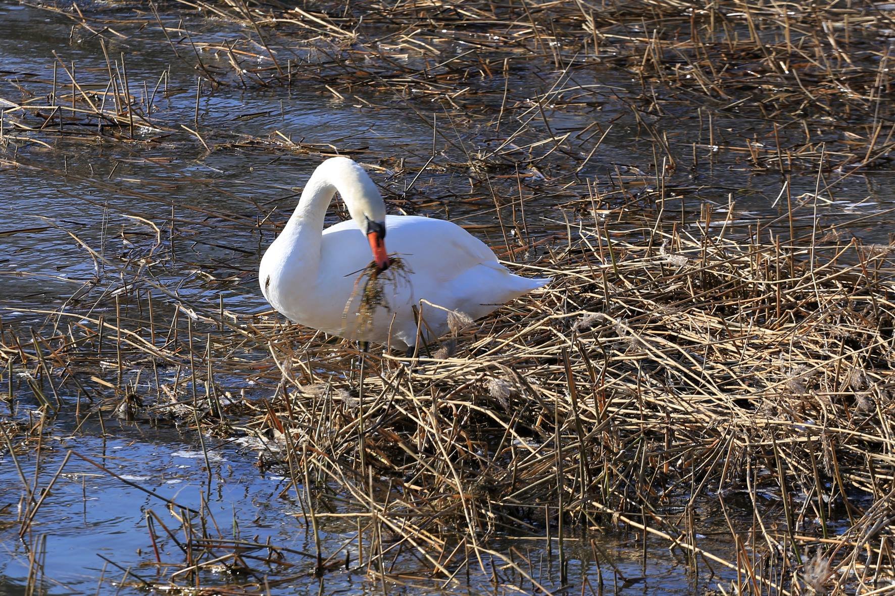 Rändlindude saabumise kõrgaeg on kohe käes - Lääne Elu