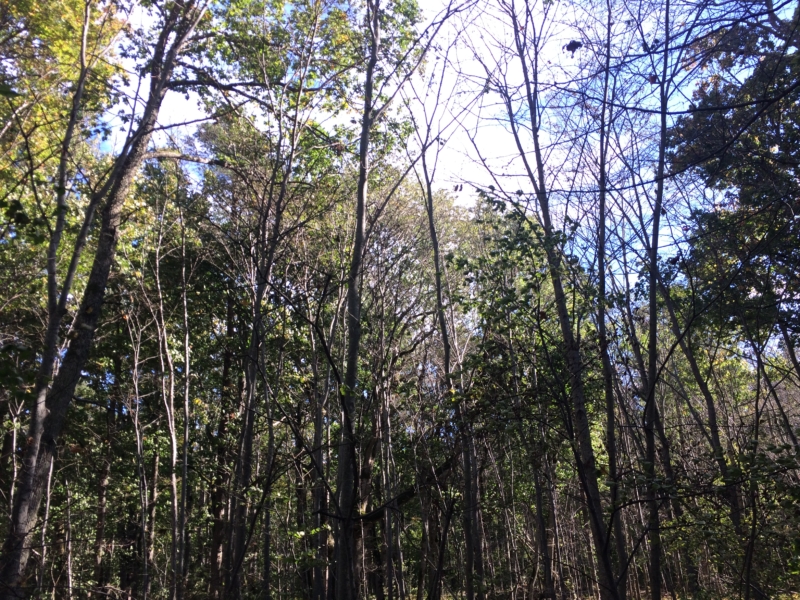 Harivaablased sõid Puhtulaiu jalakad raagu - Lääne Elu