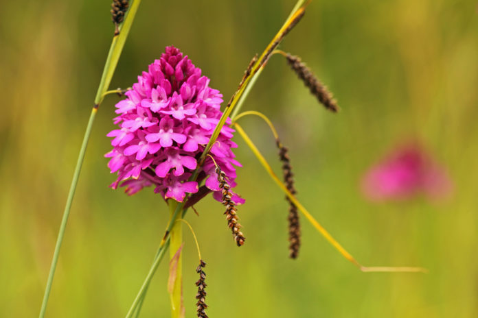 Puhtus kasvab üliharuldane käpaline - Lääne Elu