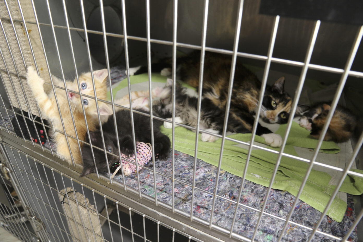 Läänemaa loomade varjupaik ajab üle - Lääne Elu