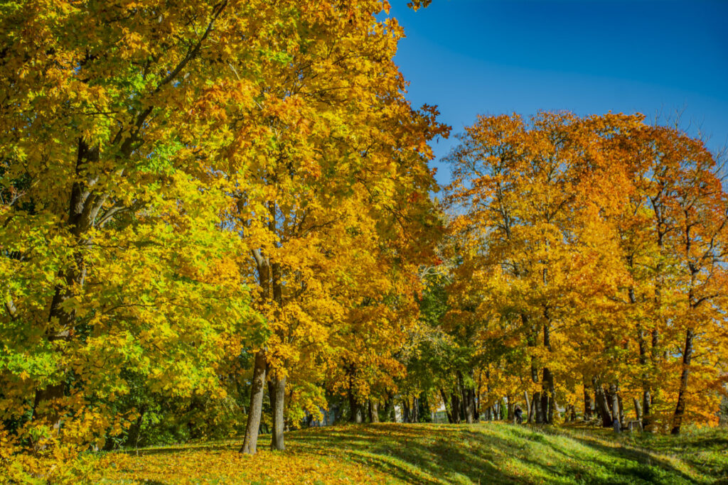 Külm ja põud võtsid värvikireva sügise - Lääne Elu