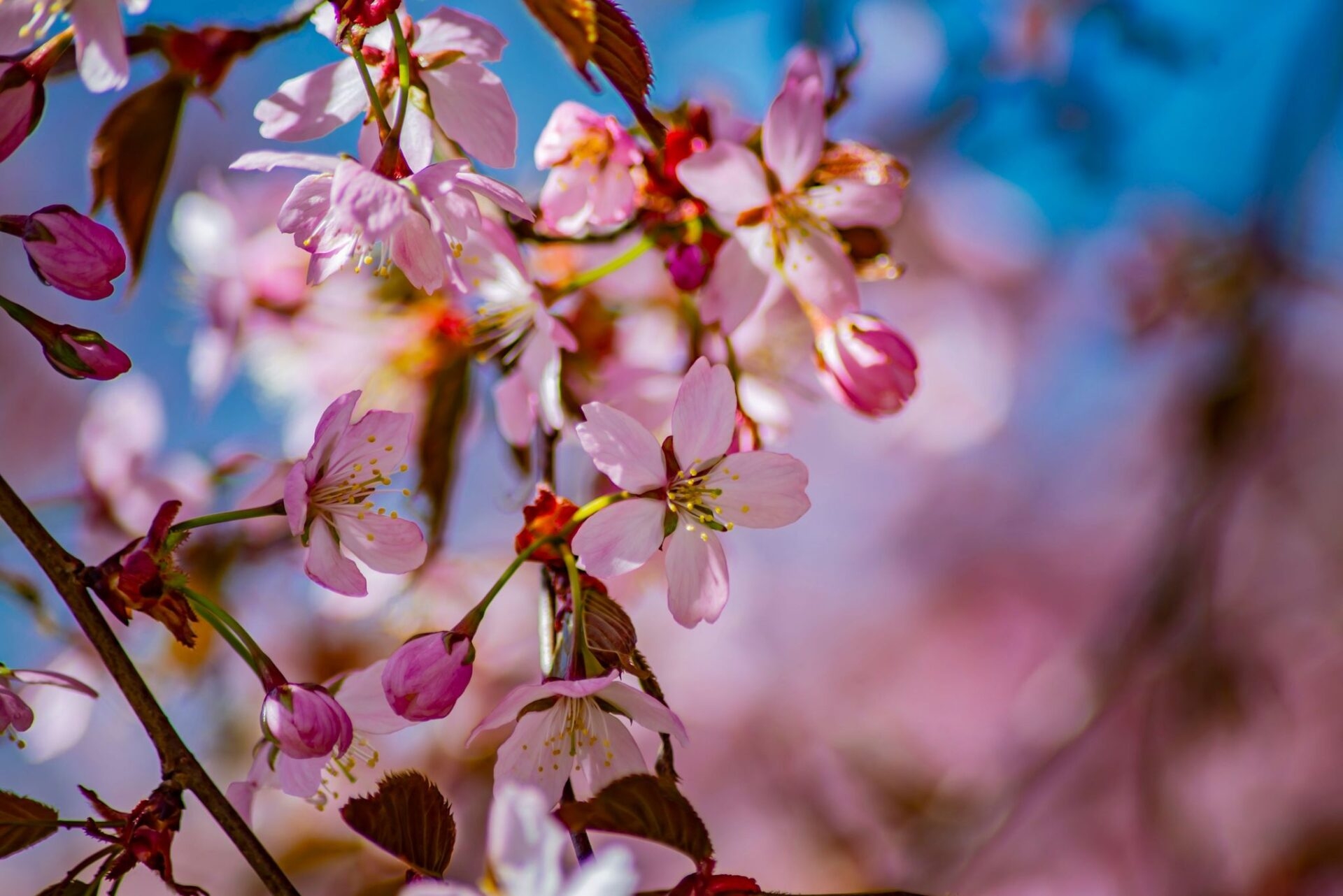 Galerii: Haapsalu kirsid on õide puhkenud - Lääne Elu